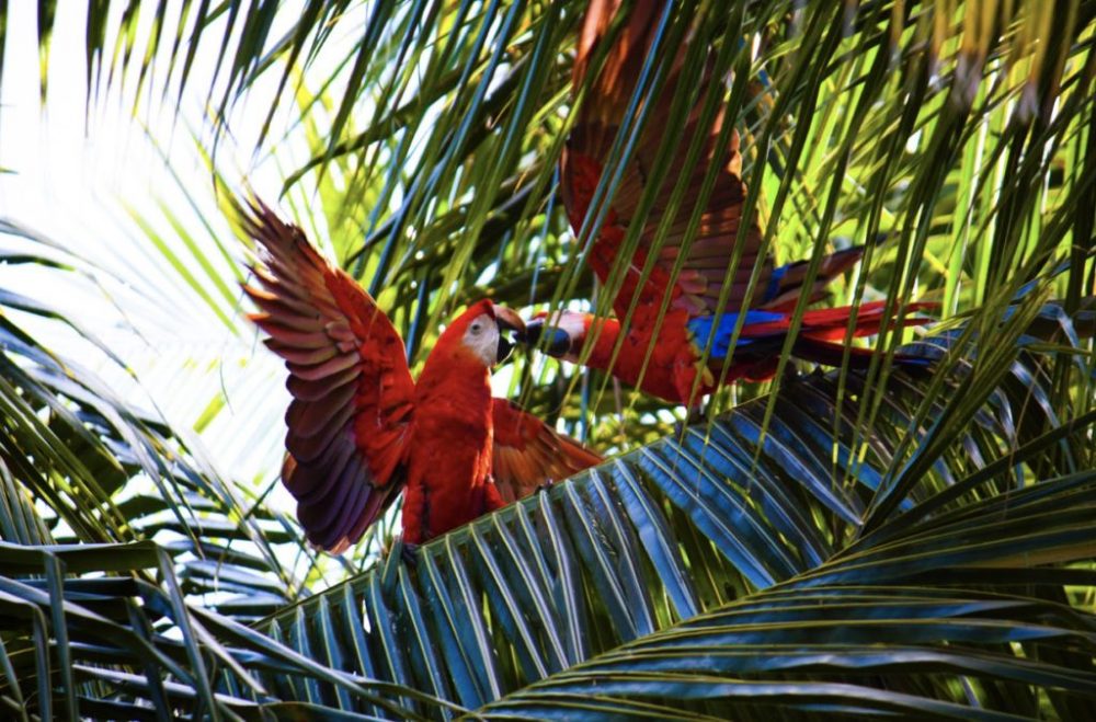 Seven Spectacular Birds You’ll Spot In Belize - Black Rock Lodge